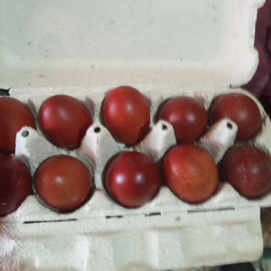 Яйца на инкубацию