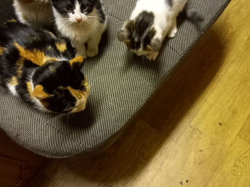 Котята в добрые руки