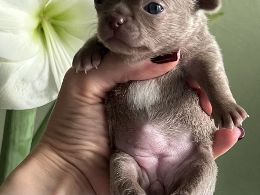 Щенки чихуахуа