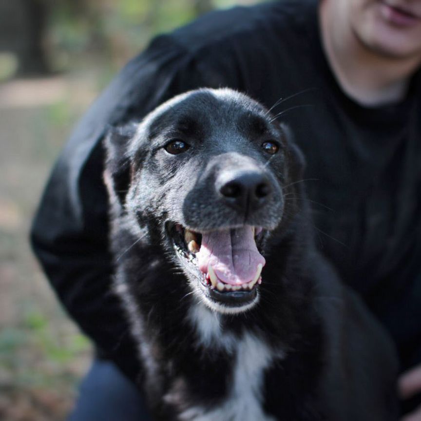 Бантик пёс в добрые руки из приюта