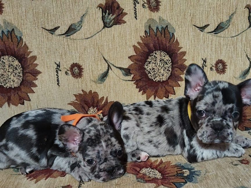 Девочки мрамор