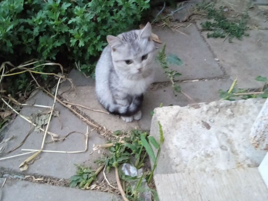 Кошка в дар