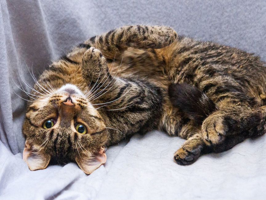 Молоденький ласковый котик Тимоша в добрые руки