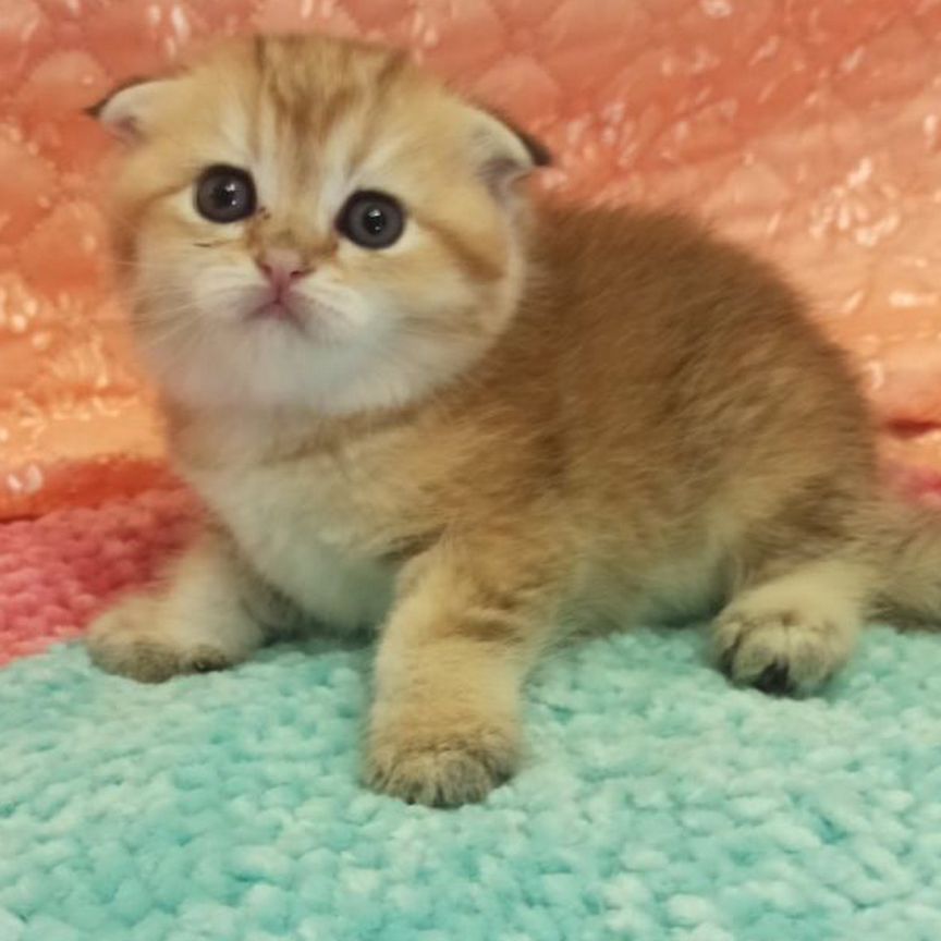 Шотланские вислоухие котята