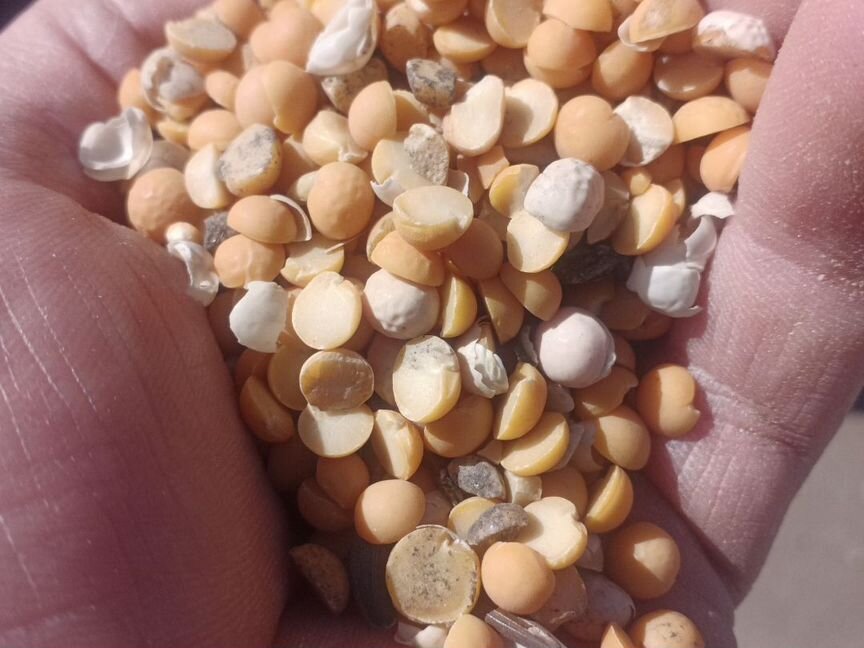 Горох кормовой