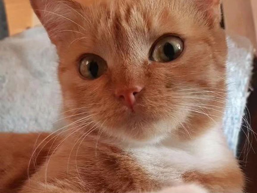 Рыжая кошечка Лисонька из приюта