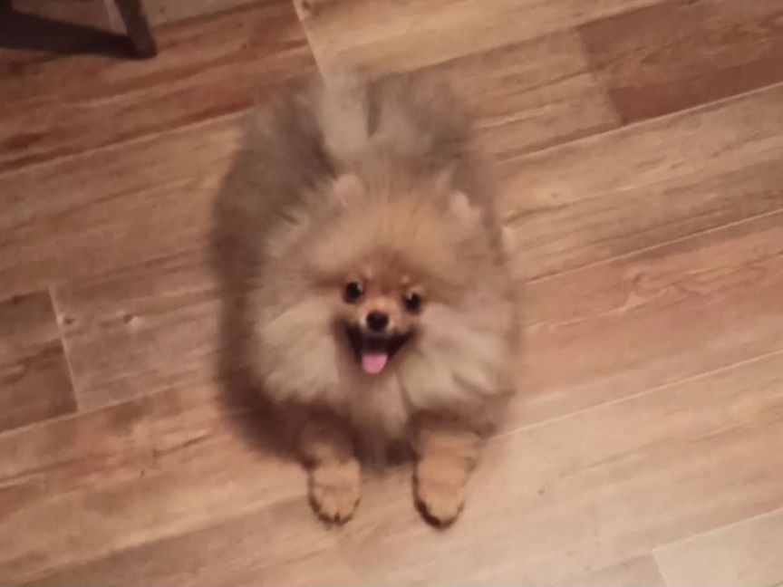 Померанский шпиц