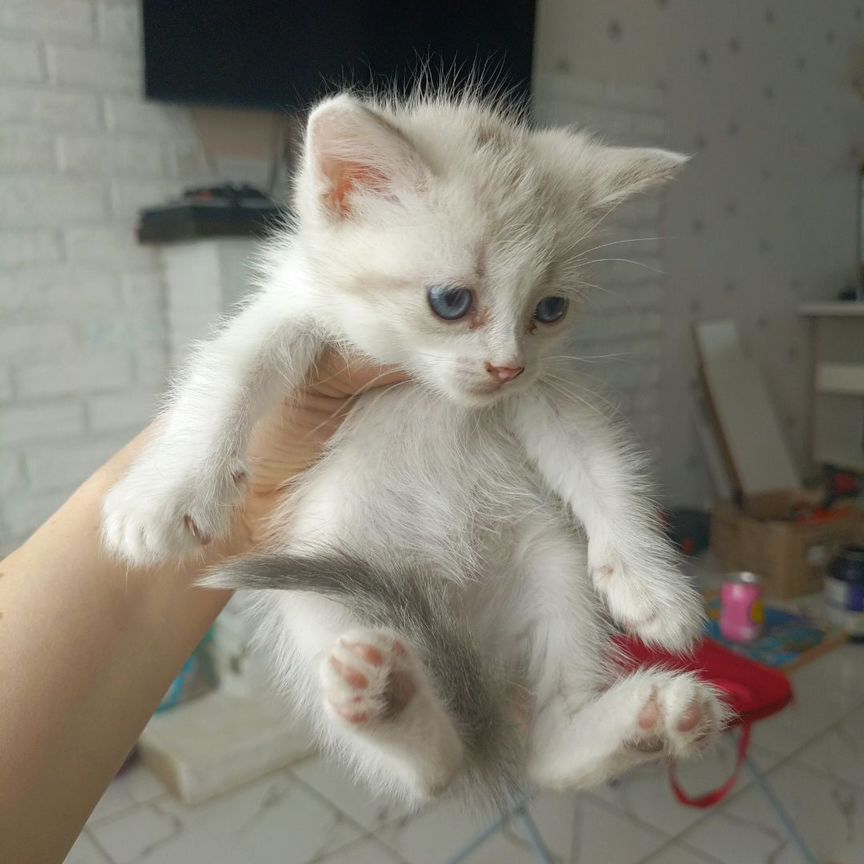 Котята в дар