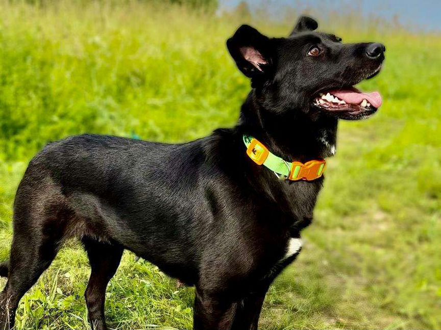 Молодая собака в добрые руки, ищет дом