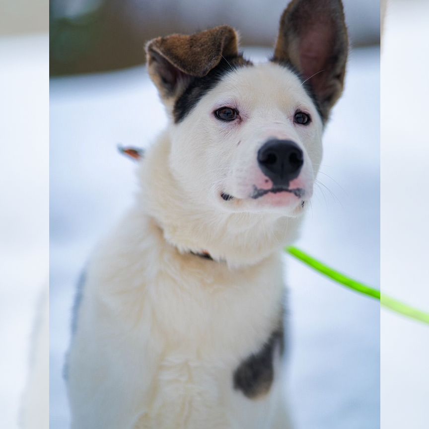 Взрослый пёс в добрые руки