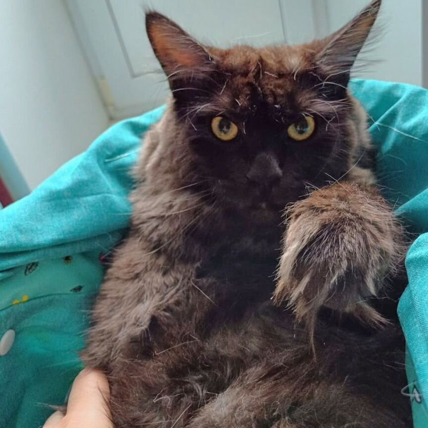 Кот