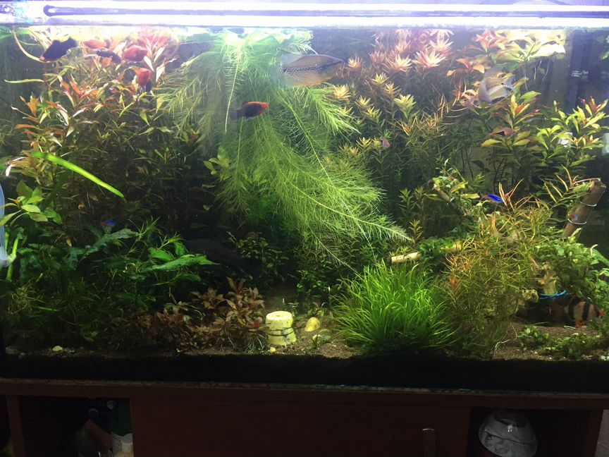 Аквариумные растения
