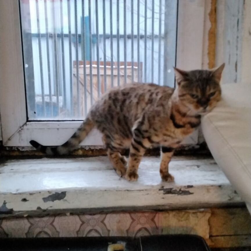 Бенгальская кошка