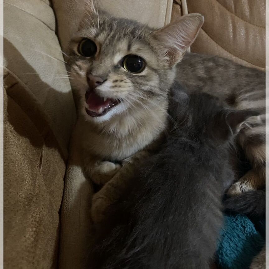 Кошка