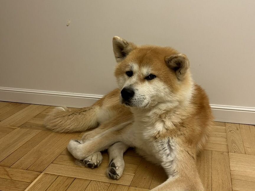 Акита ину в добрые руки