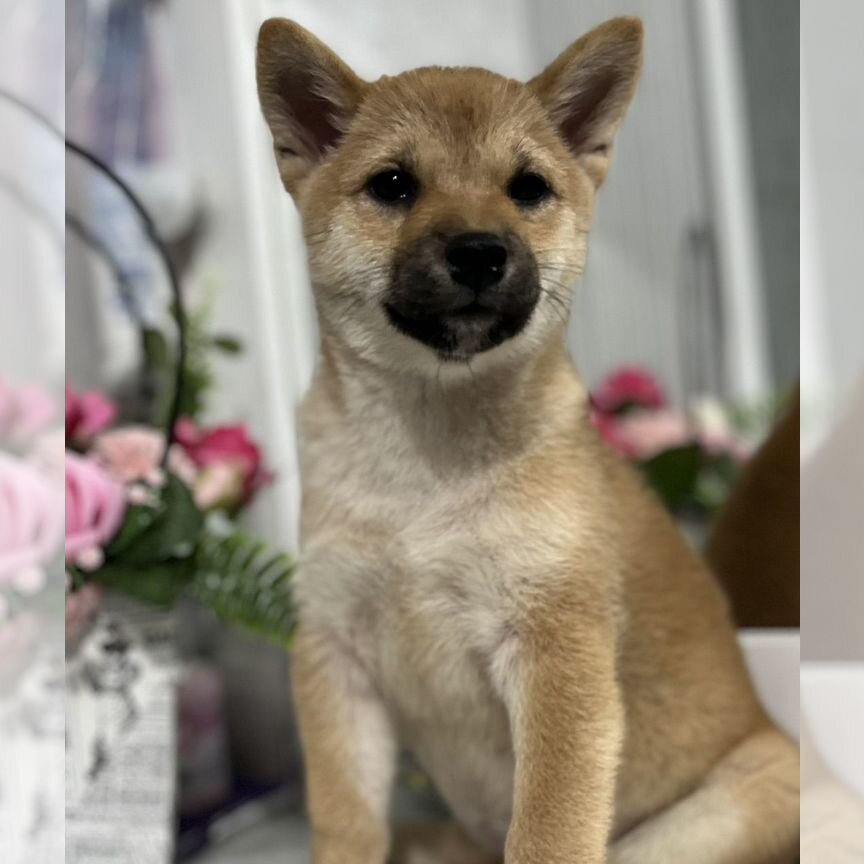 Сиба-ину, щенок