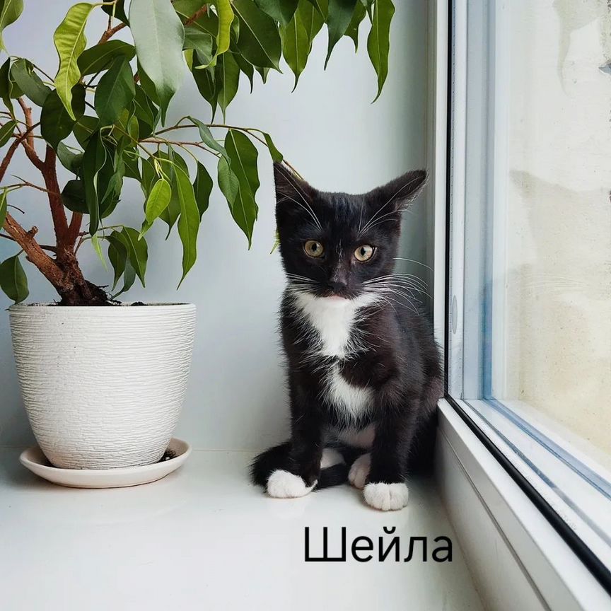 Котята ищут дом
