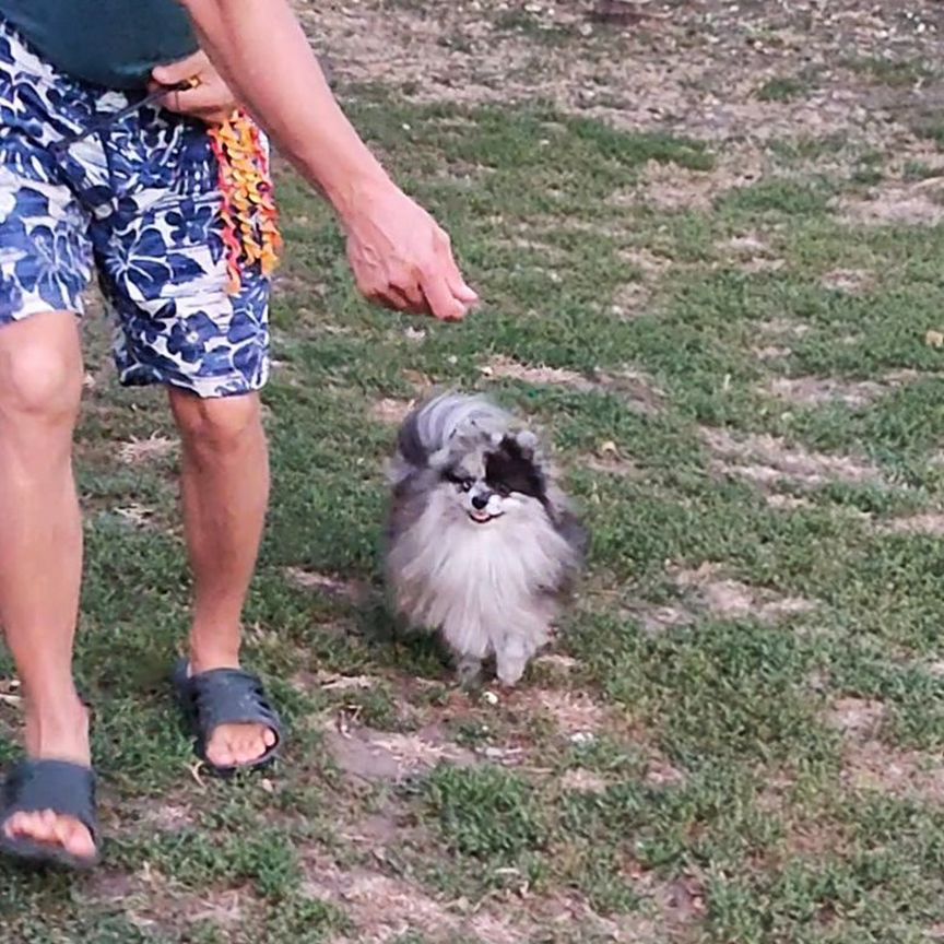 Мраморный мальчик Босс