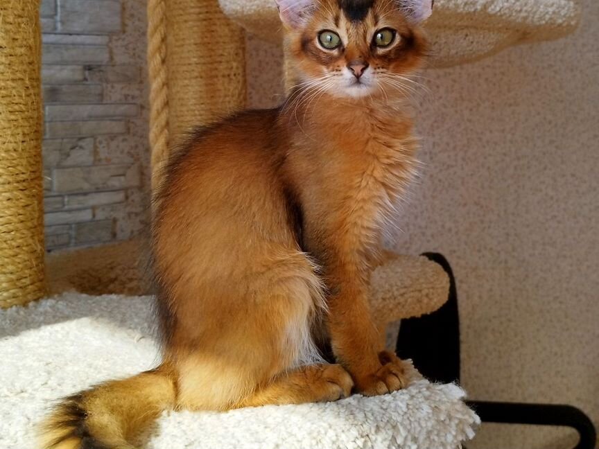 Котята Сомали 2 и 3 месяца