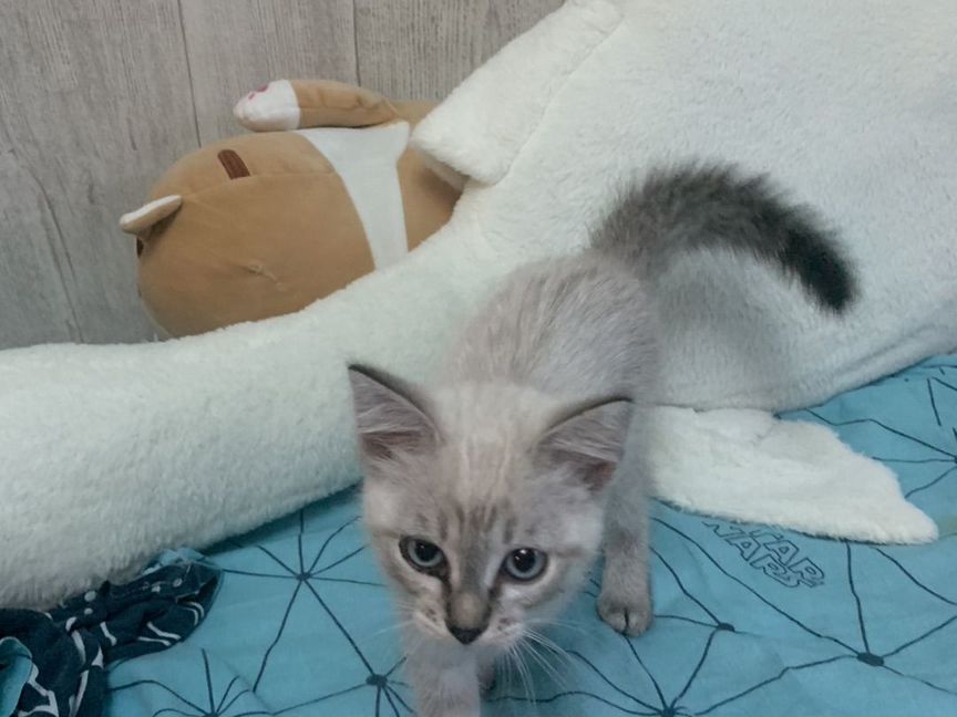 Котик