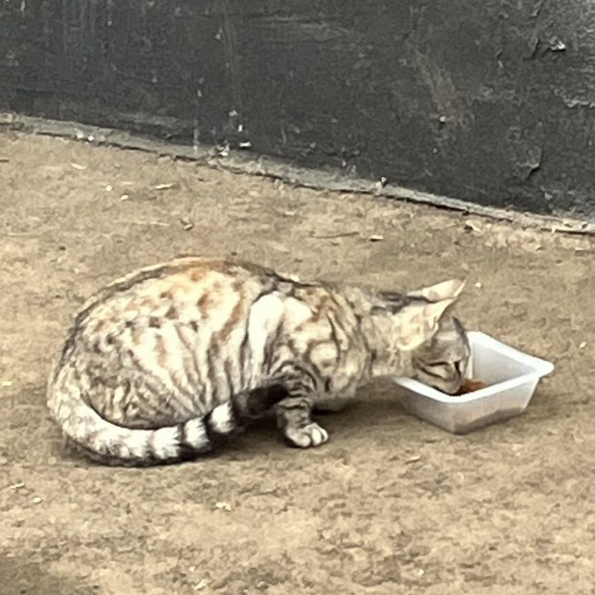 Молодая кошка