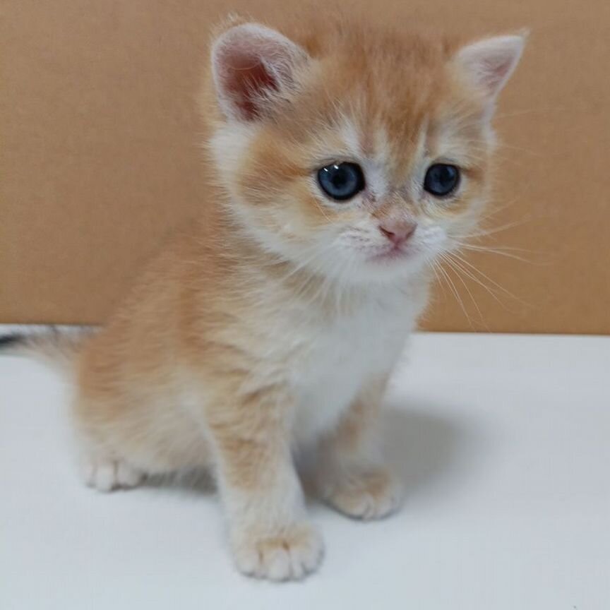 Британский короткошёрстный котёнок
