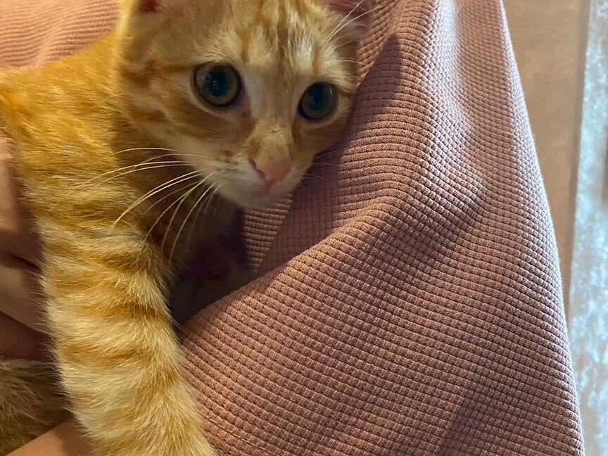 Рыжий котенок