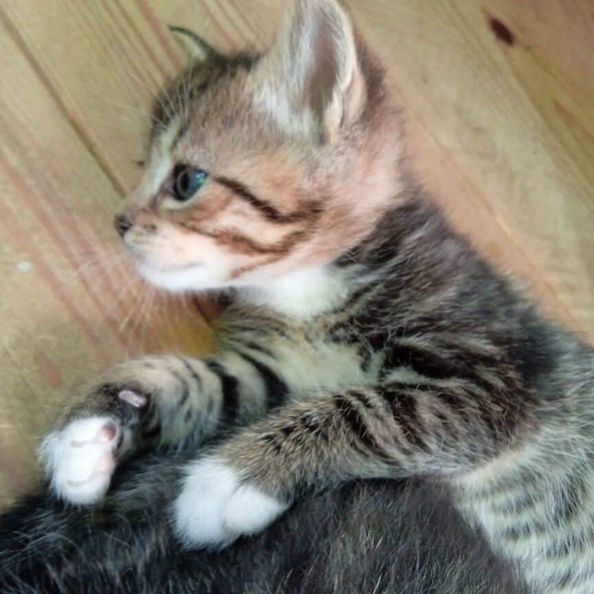 Котёнок в добрые руки