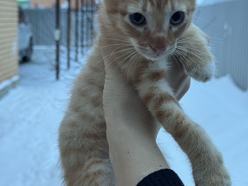 Рыжий котенок мальчик бесплатно