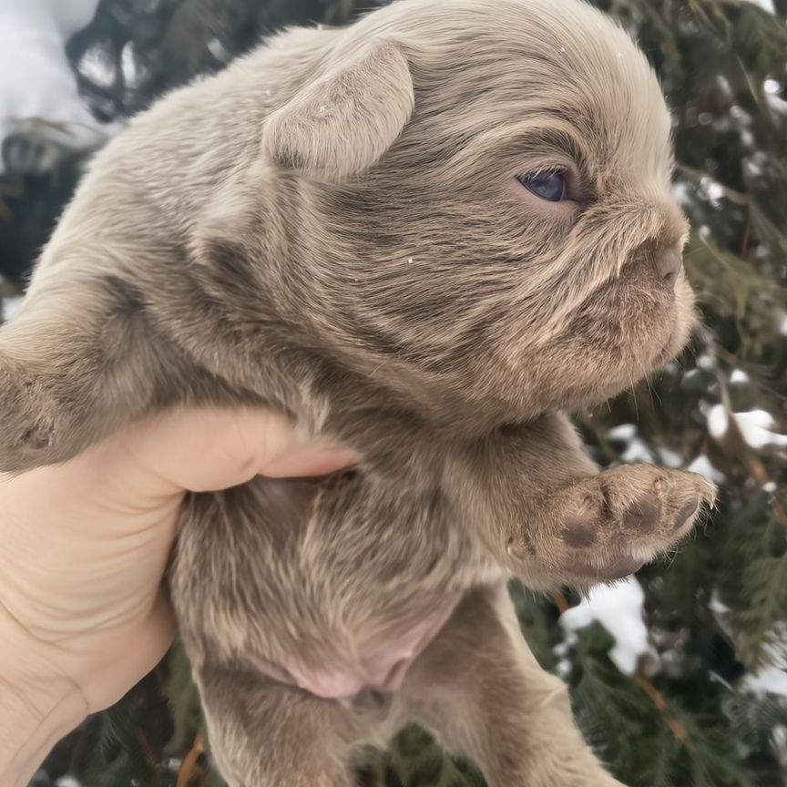 Французский бульдог, щенок