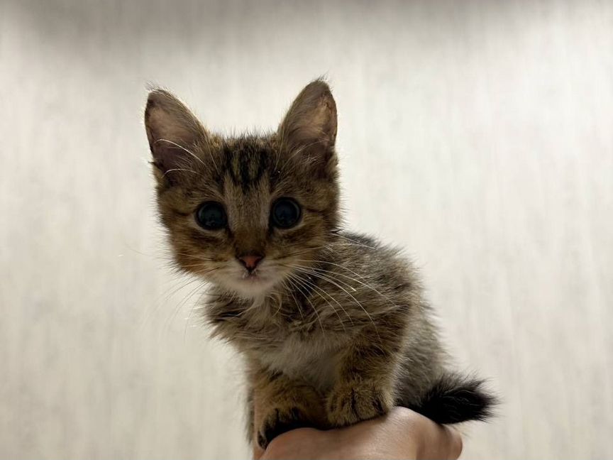 Котенок 1-2 мес