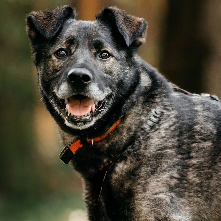 Взрослый пёс в добрые руки