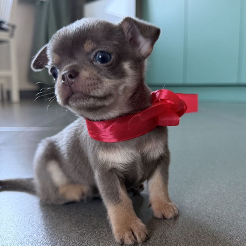 Чихуахуа, щенок