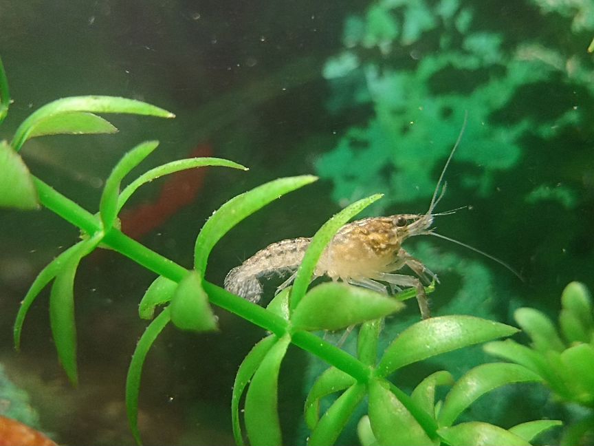 Аквариумные раки