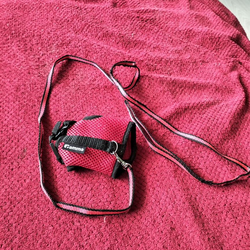 Шлейка крысиная