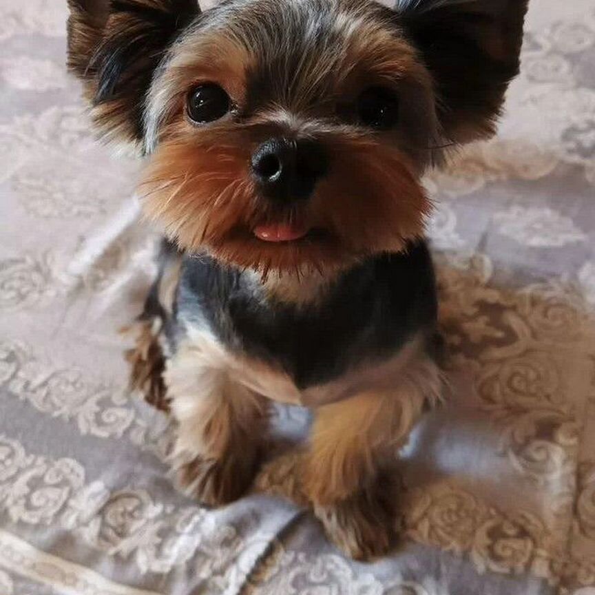 Йоркширский терьер, щенок