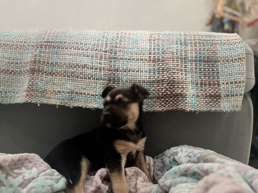 Собака в добрые руки отдам бесплатно