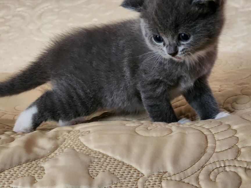 Котята в добрые руки 1 месяц