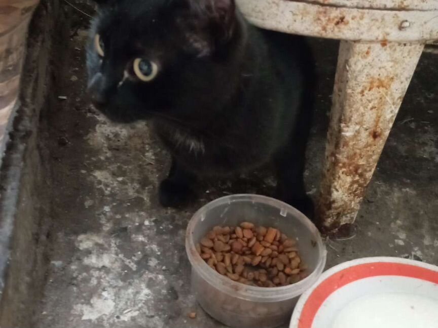 Чёрный котик, отдадим в добрые руки