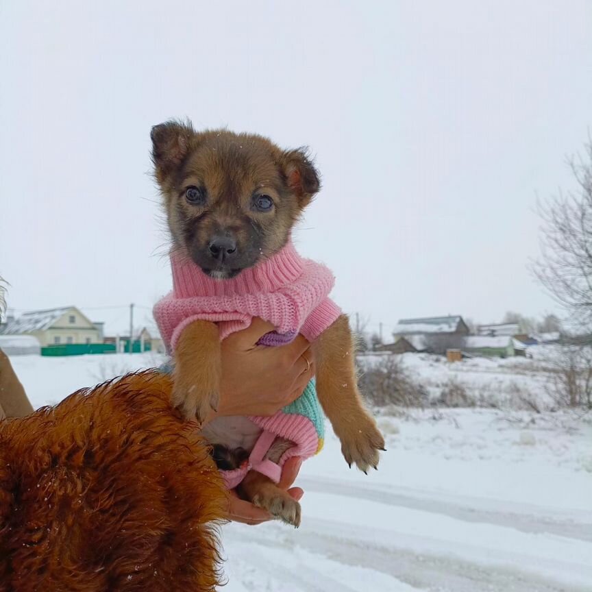 Щенок девочка в добрые руки
