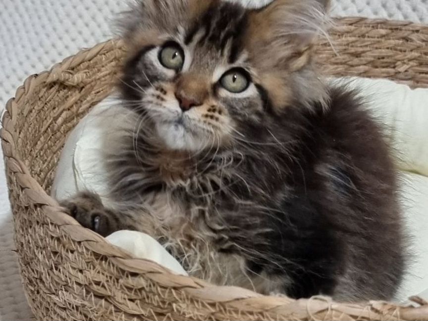 Мейн-кун котята готовы осчастливить Вашу семью