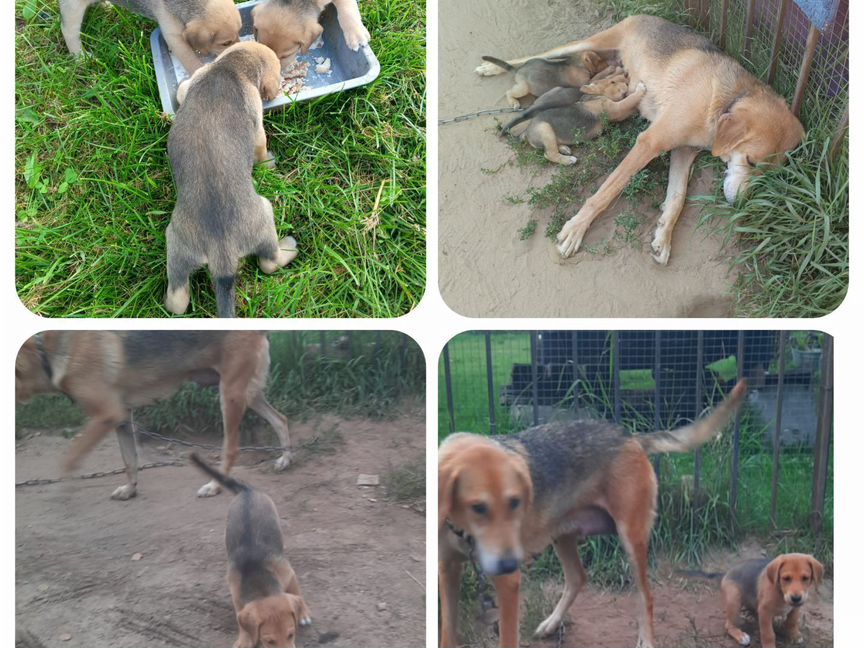 Щенок русской гончей 3 месяца цена 2 тысячи