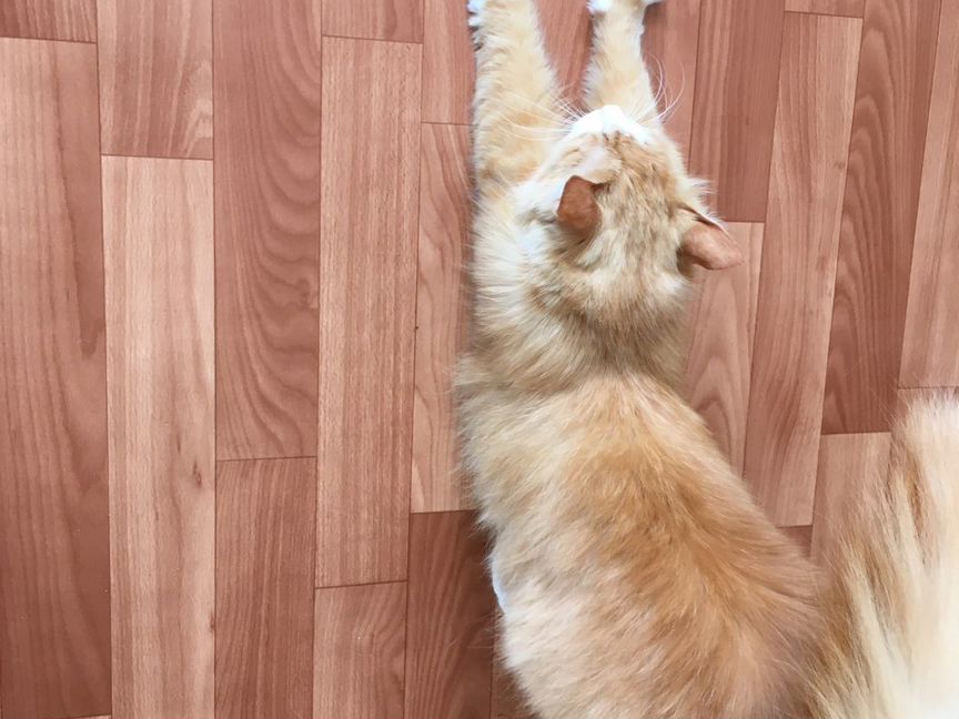 Пушистое счастье в добрые ручечки