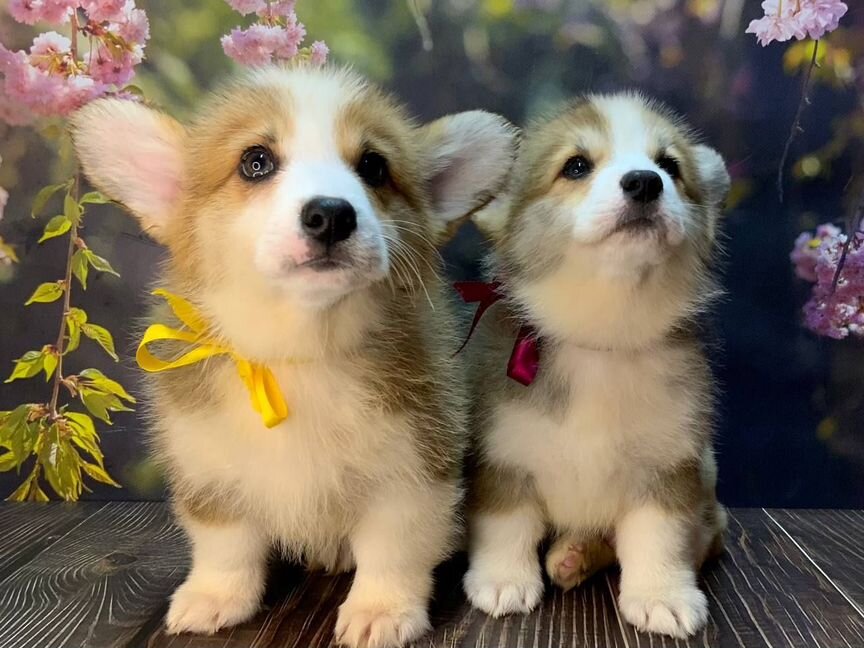 Щенки вельш корги пемброк