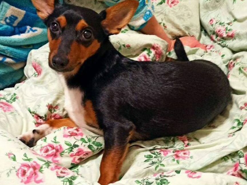 Помесь пинчера и дворняги