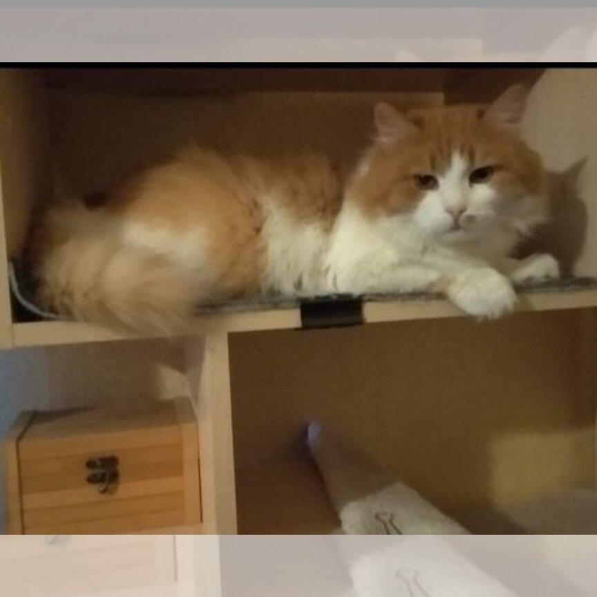 Молодой кастрированный котик ищет дом