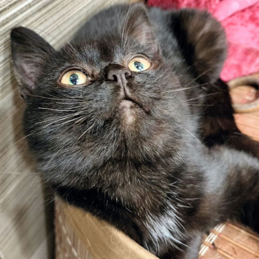 Котёнок в добрые руки