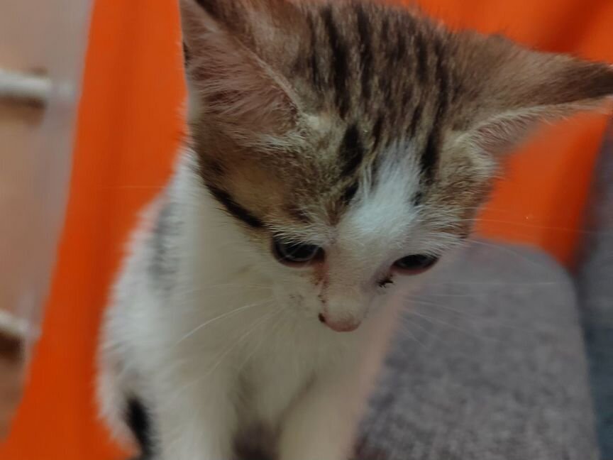 Кошка