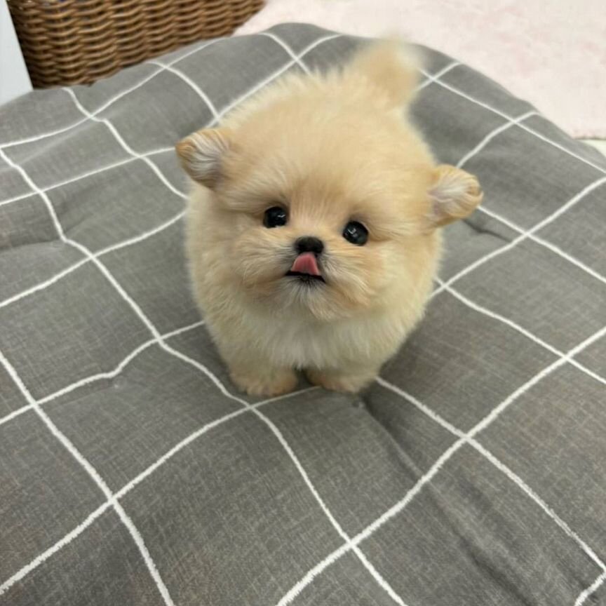 Карамельки мальтипу