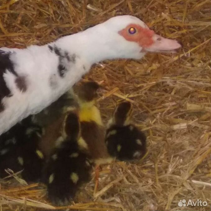 Мускусные утки индоутки индоутята